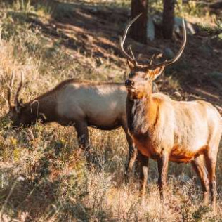 Wild Game Processing Gooding Id Butcher Block Custom Cutting